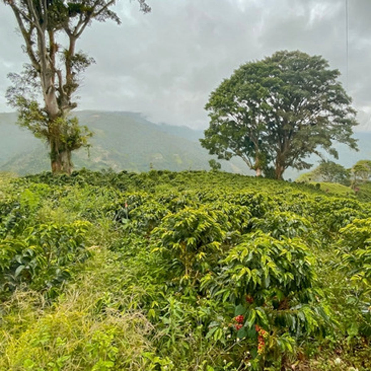 COLOMBIA La Divisa Geisha 250g Coffee Beans | PIQUE Coffee