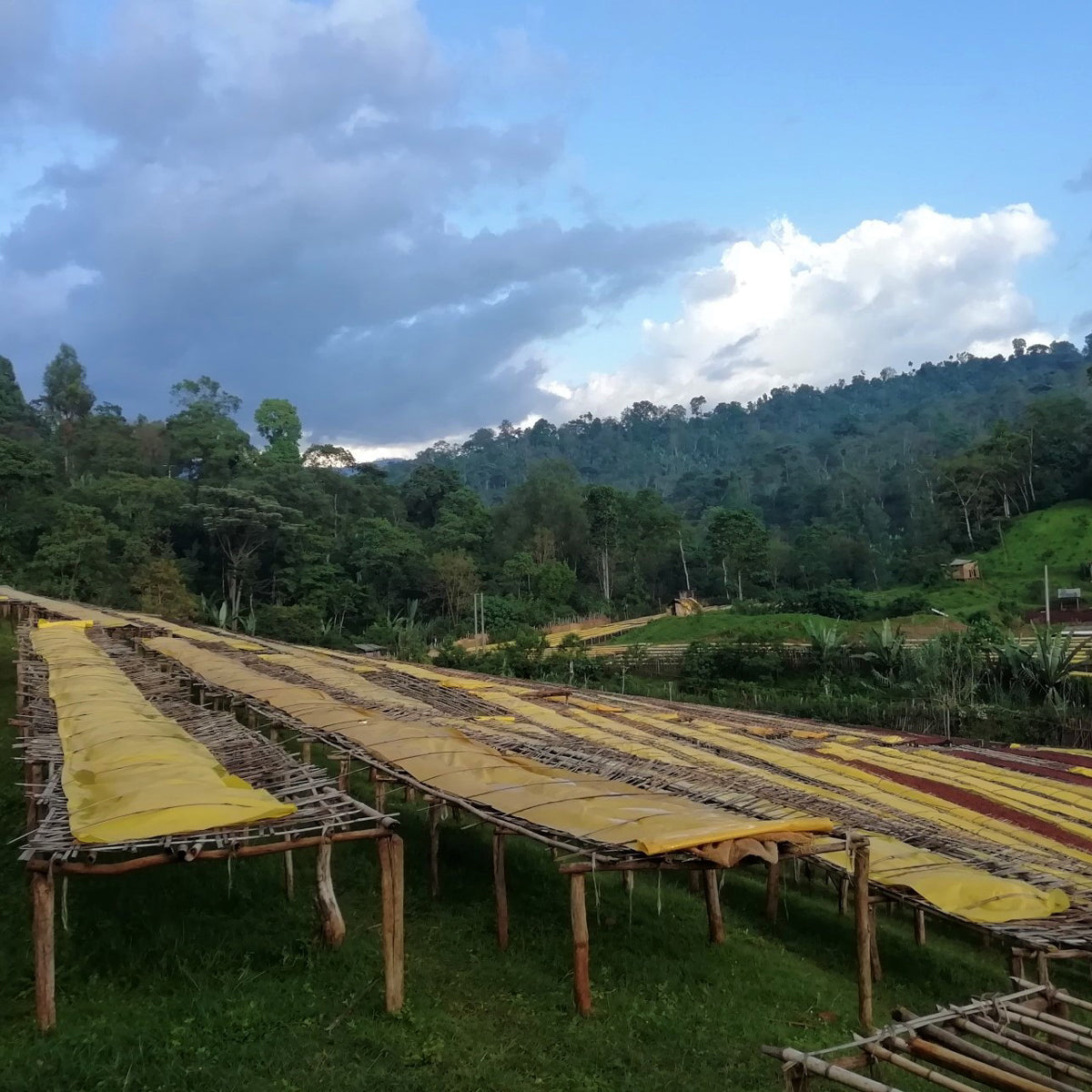 ETHIOPIA Aricha 250g | PIQUE Coffee