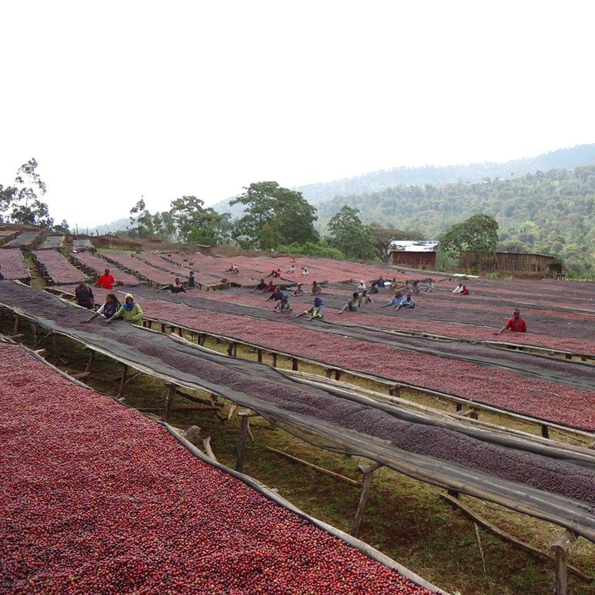 ETHIOPIA Worka 250g | PIQUE Coffee