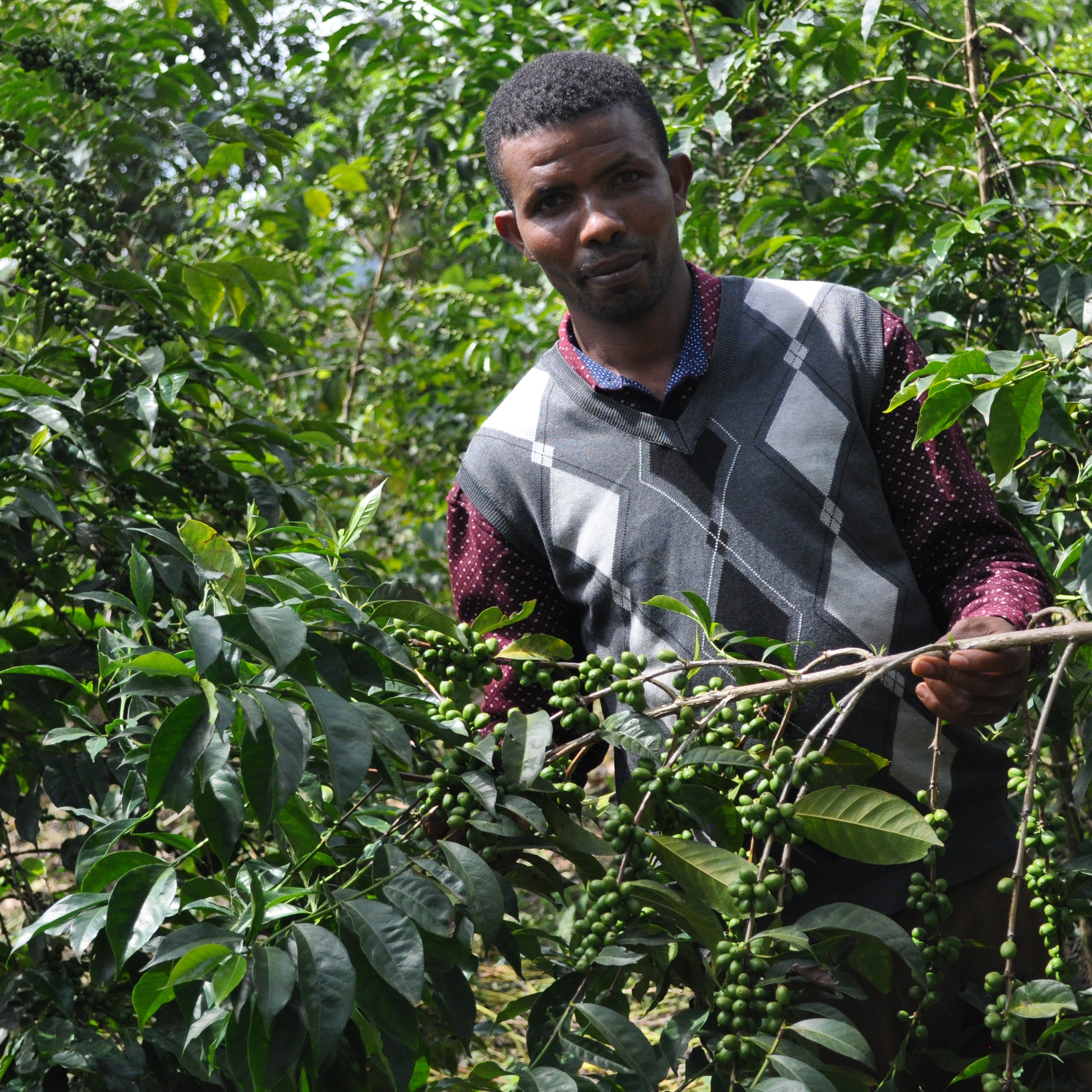 ETHIOPIA Guji Tero 250g | Natural Single Origin Coffee by PIQUE Coffee